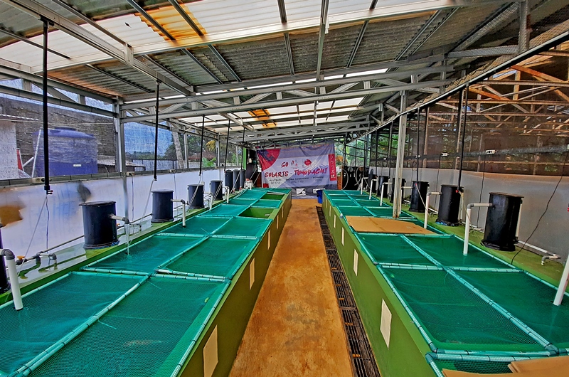 Solaris Koi - Jual Ikan Koi Import